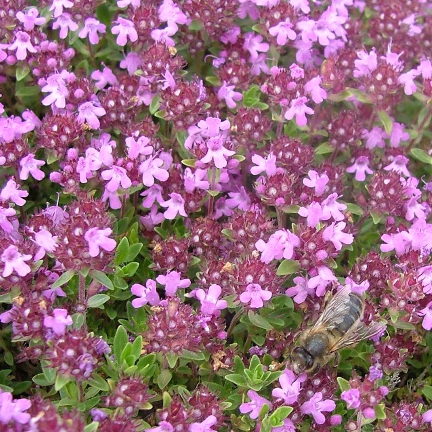 Serpolet des dunes - Thymus praecox subsp. articus - Plante littoral ...