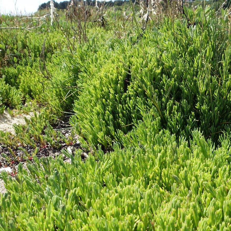 Soude maritime - Suaeda maritima - Plante littoral - Ethnobotanika