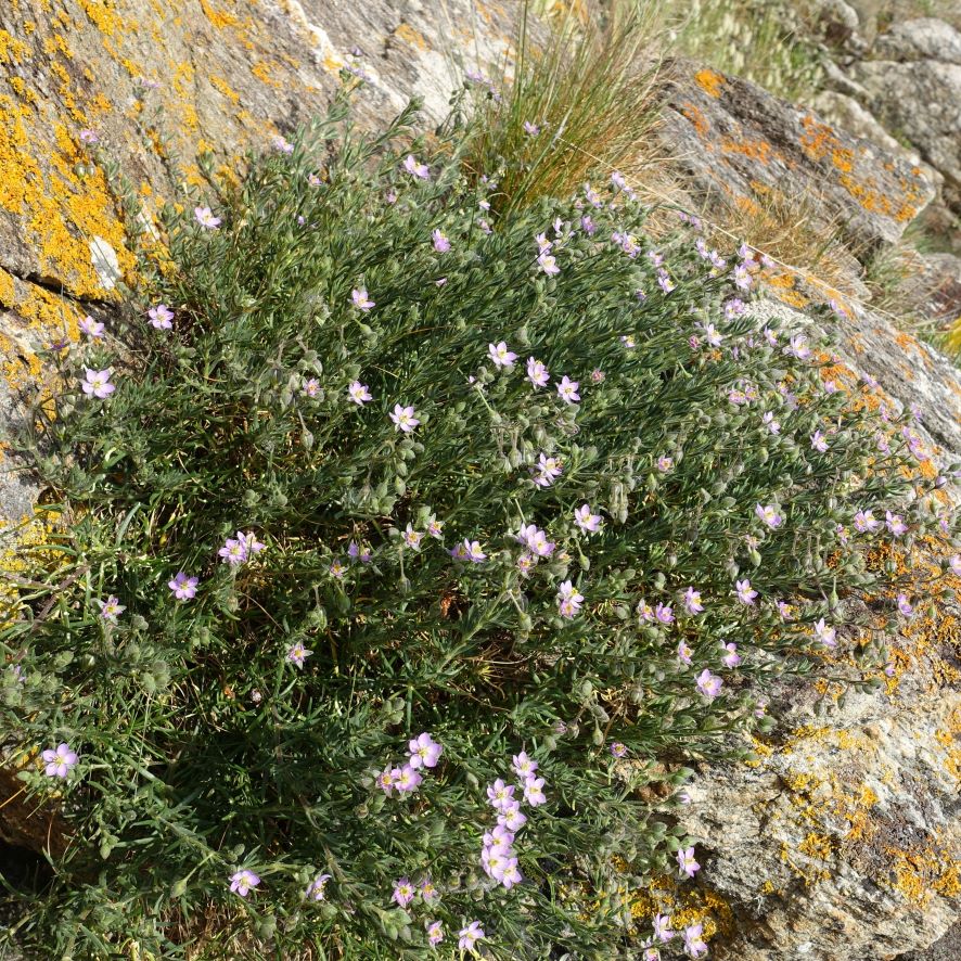 Spergulaire des rochers - Spergularia rupicola - Plante littoral ...